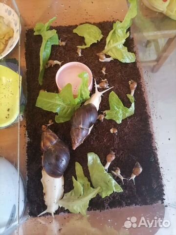 Ахатины улитки маленькие