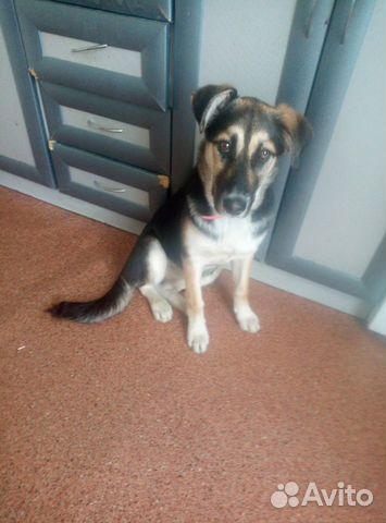 Собака в добрые руки