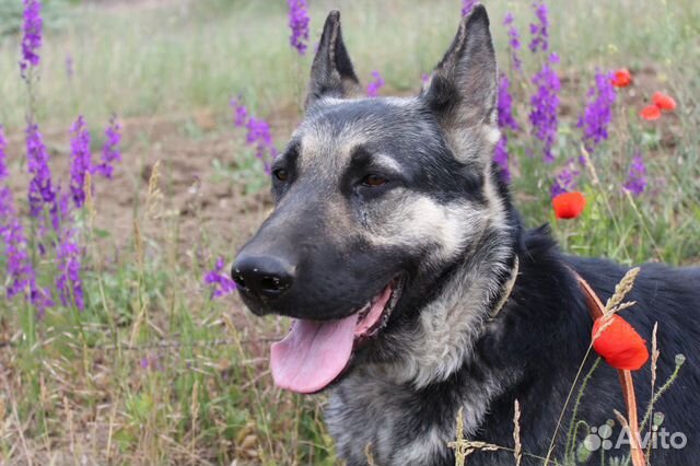 Случка собак Ищем жениха