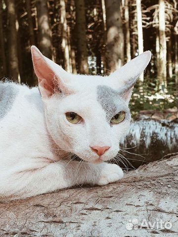Кот Боб ищет друга и дом