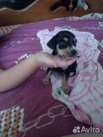 Маленькая собака