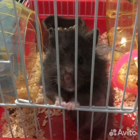 Сирийский хомяк