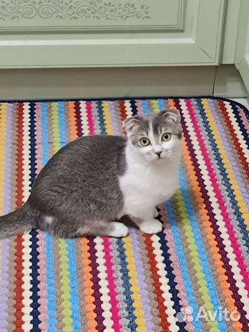 Кошечка Манчкин стандарт