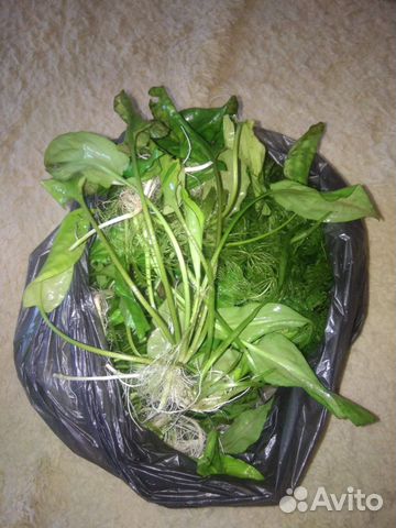 Прополка, криптокорина, валиснерия, роголистник