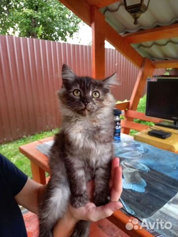 Кошка в дар, малышка ищет дом, прибилась к дачному