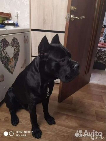 Кане Корсо в добрые руки