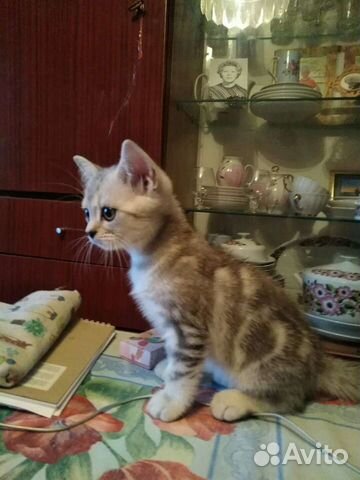 Британские котята