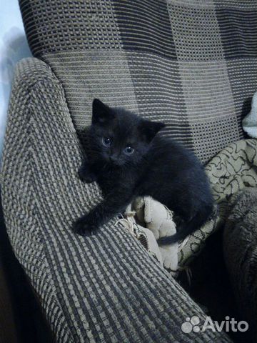 Кошка