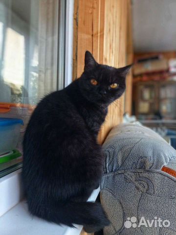 Кошка в хорошие руки