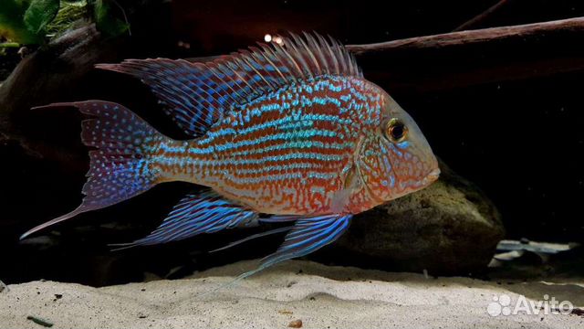 Геофагус Свени Рио Парана f1