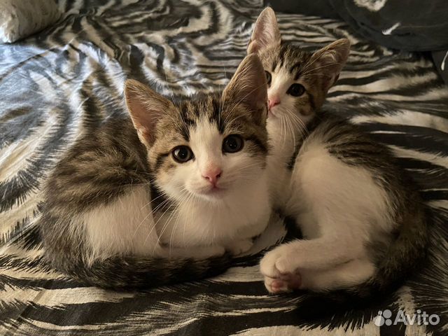 Котята в добрые руки. Котики близняшки