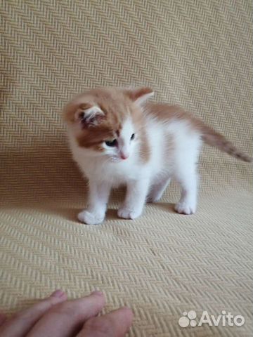 Подарю котенка