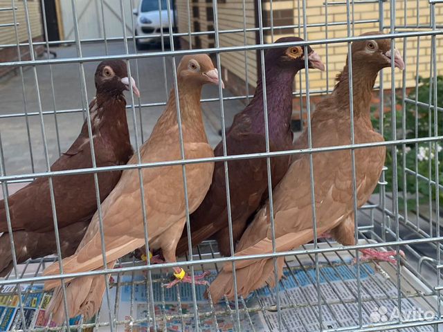 Голуби почтовые