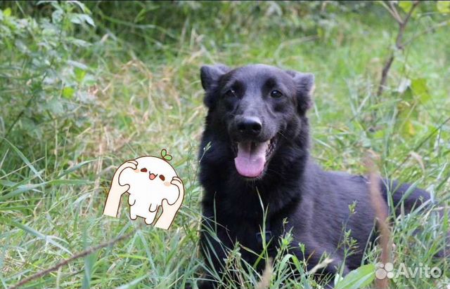 Патрик точно для квартиры