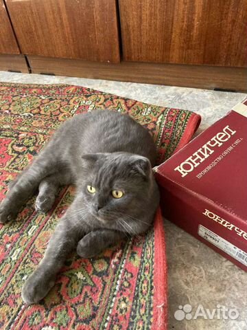 Британская