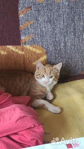 Котята в добрые руки приучены к лотку