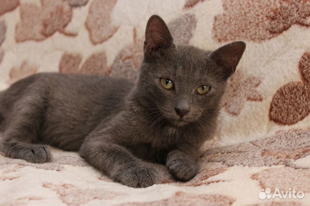 Маленькое чудо Гриша