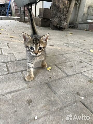 Котенок