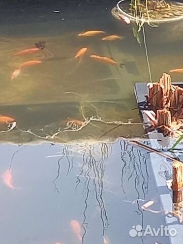 Карась декоративный