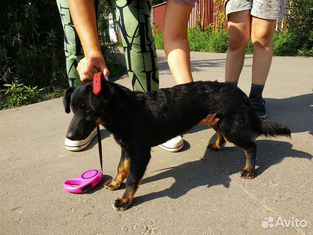 Собачка коротколапик ищет дом