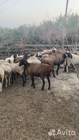 Овцы, матки