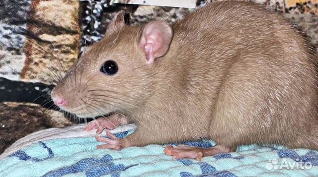Крыса Бурмиз Девочка