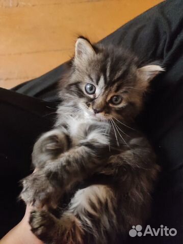 Котенок в добрые руки