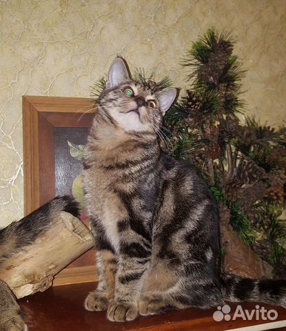 Котята полукровки, мраморные и пантеретты