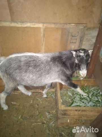 Козел, две козы