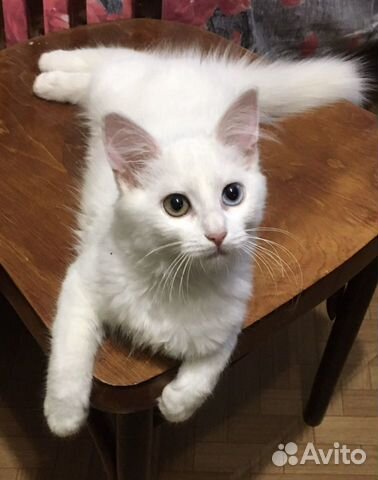 Котенок Маиса в добрые руки