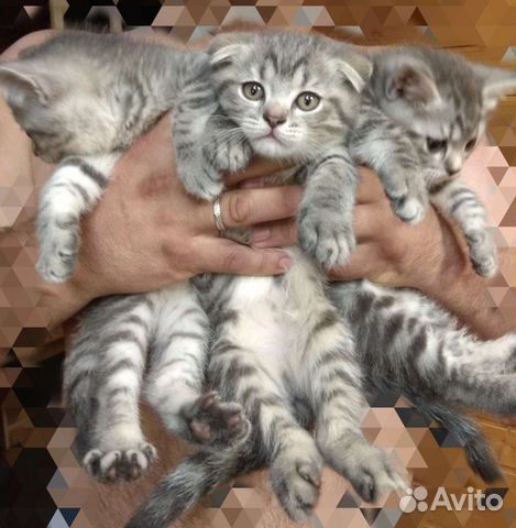Шотландская