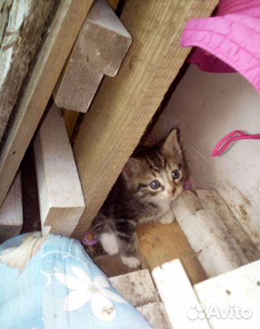 Кошечка бесплатно