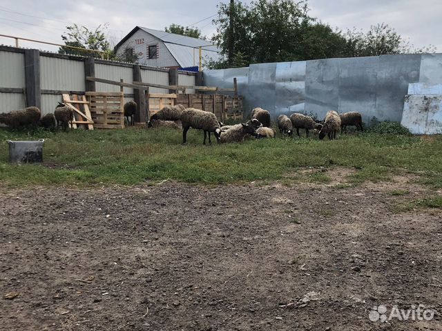 Бараны и овцы