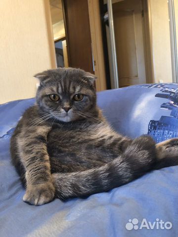 Отдам в добрые руки вислоухую британку