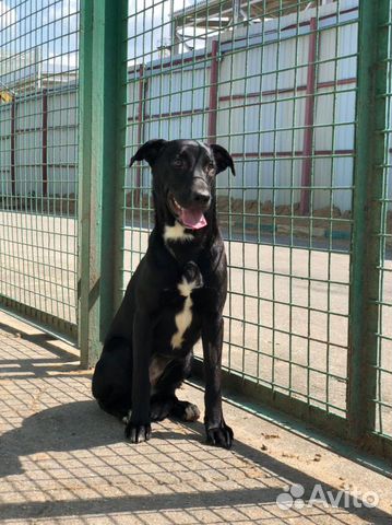 Элли собака в дар, щенок