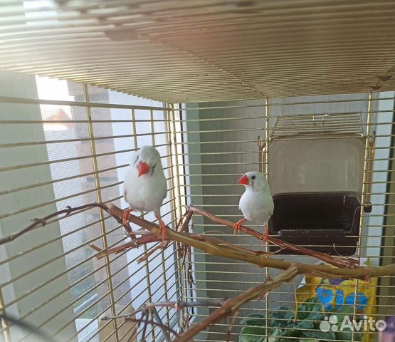 Амадина самец