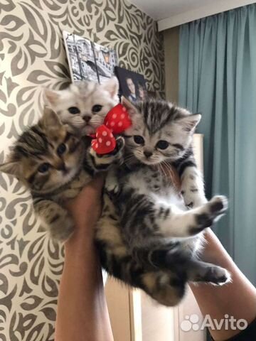 Британские котята