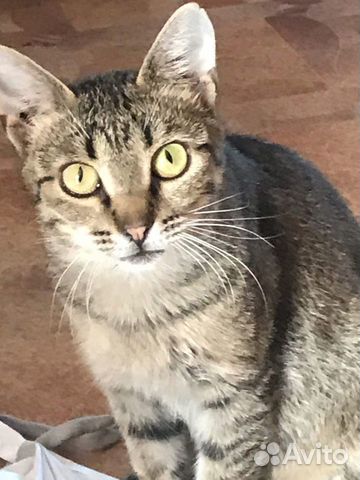 Котенок-подросток