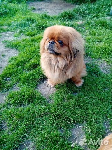 Вязка пекинес