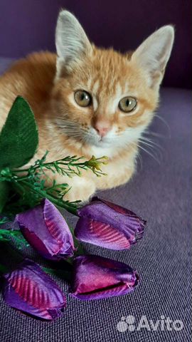 Солнчная малышка 2 мес