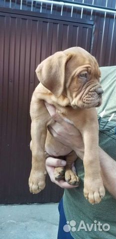 Шикарные щенки Бордосского дога