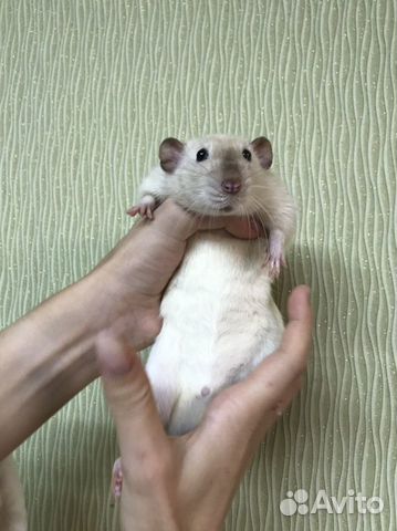 Сиамская крыса