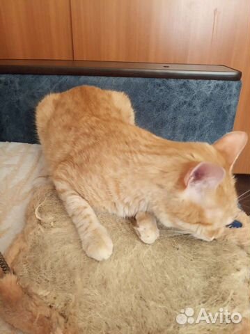 Кота в добрые руки, кострированый
