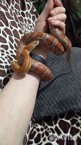 Маисовый полоз