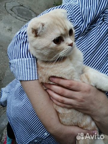 Котик ищет дом
