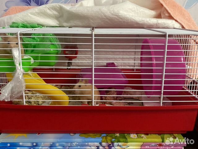 Хомяки с клеткой