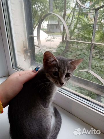 Кошка в дар