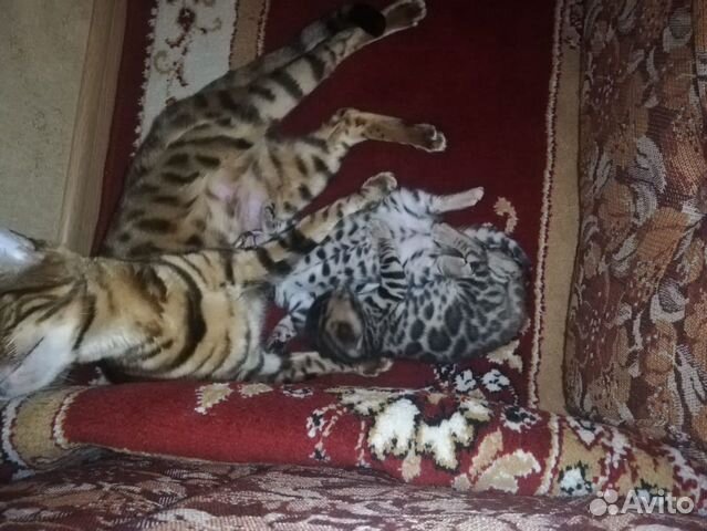 Бенгальские котята