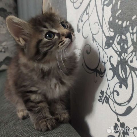 Хвостик бублик