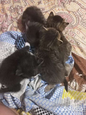 Шотландские котята